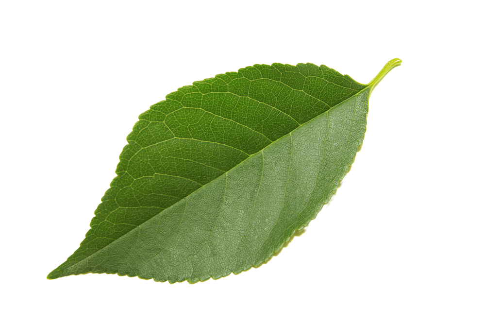 Landscaping in NC | Tree Trimming | Tree Removal