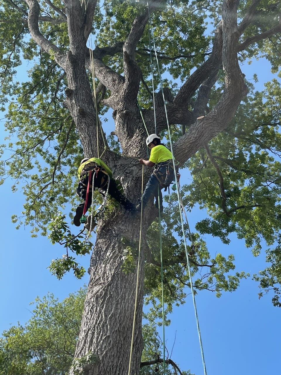 Tree Services - Rumaldo Landscape & Tree Service